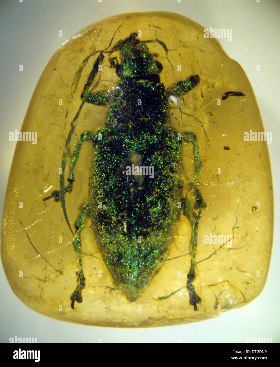 Fake amber hi-res stock photography and images - Alamy
