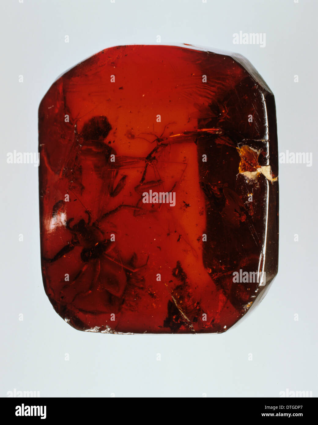 Cranefly amber hi-res stock photography and images - Alamy