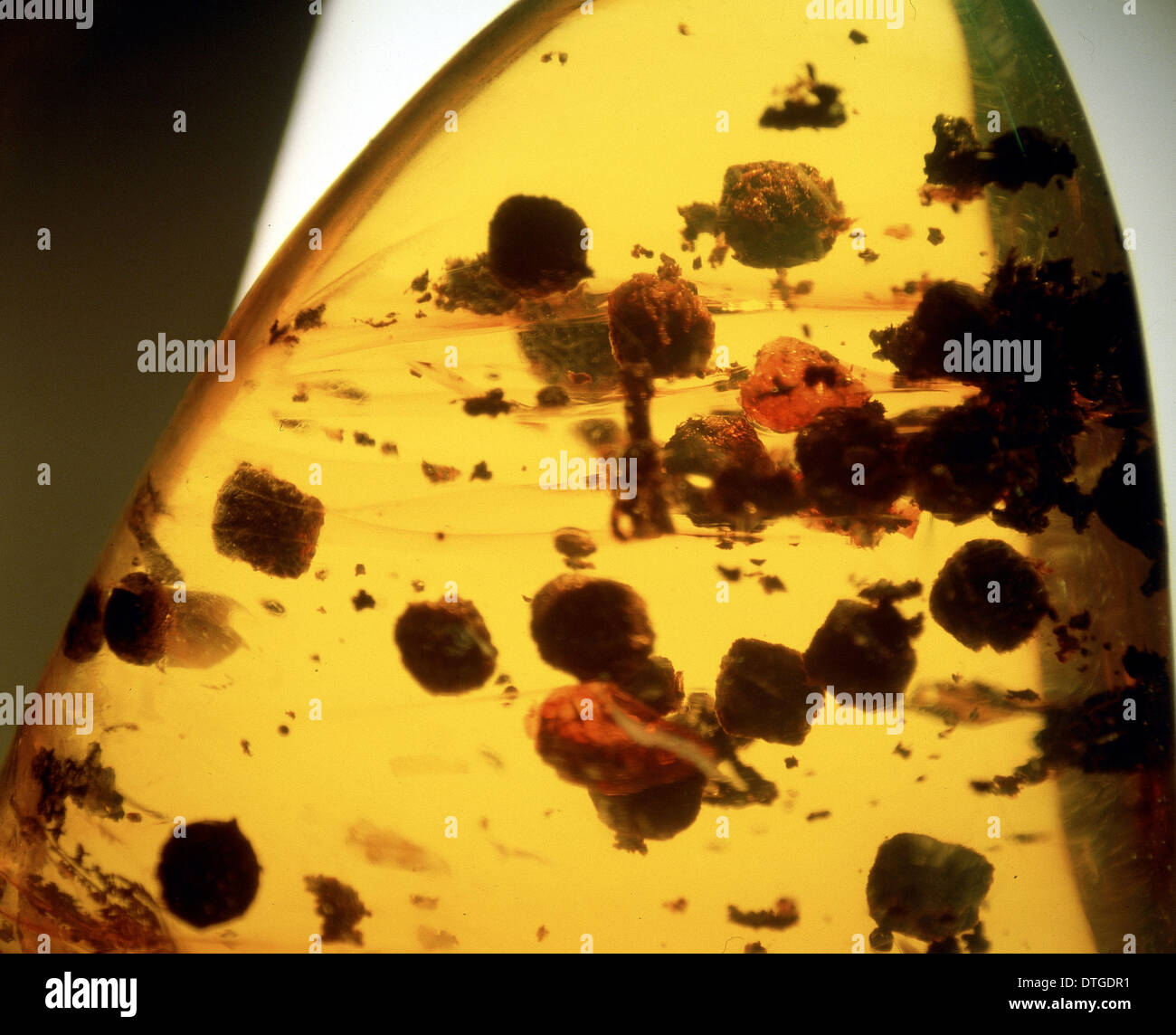 Insect droppings in Dominican amber Stock Photo - Alamy