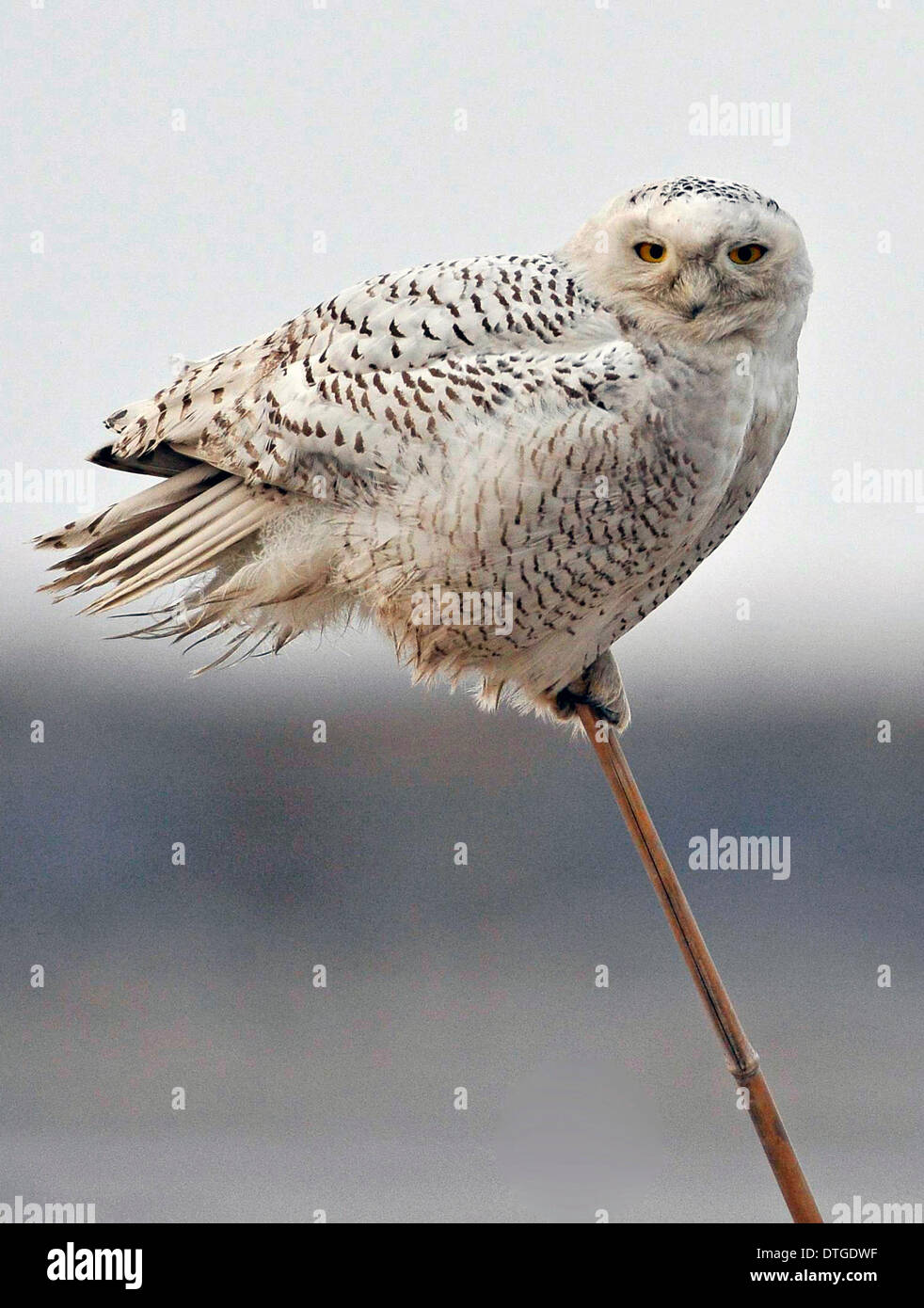 Tangshan, China's Hebei Province. 17th Feb, 2014. A snow owl is seen in ...