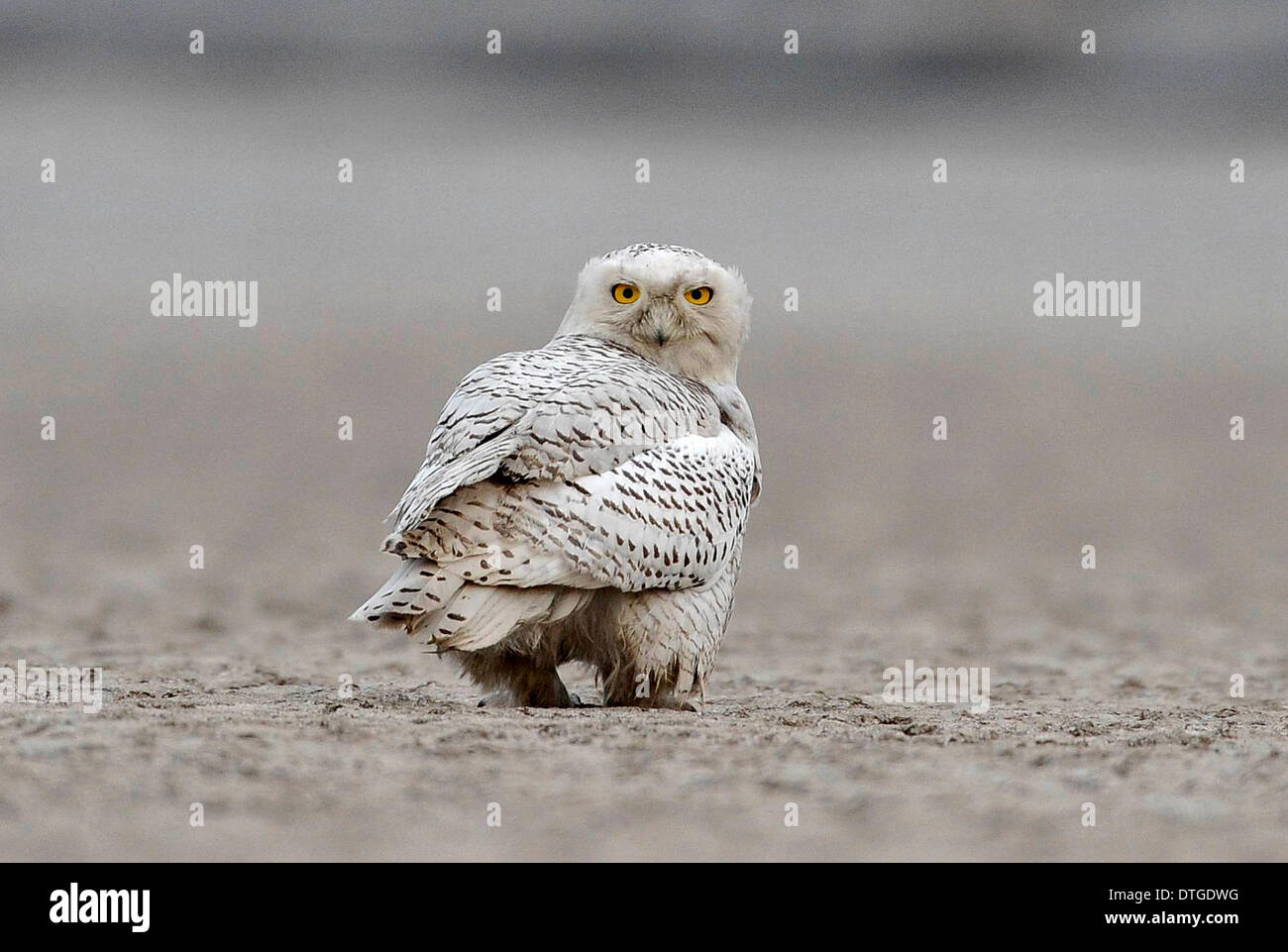 Caofeidian wetland in tangshan hi-res stock photography and images - Alamy