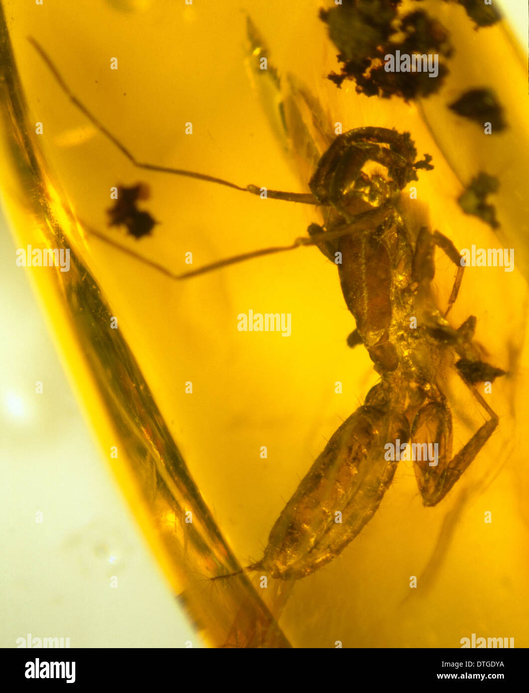 Schizomid hi-res stock photography and images - Alamy