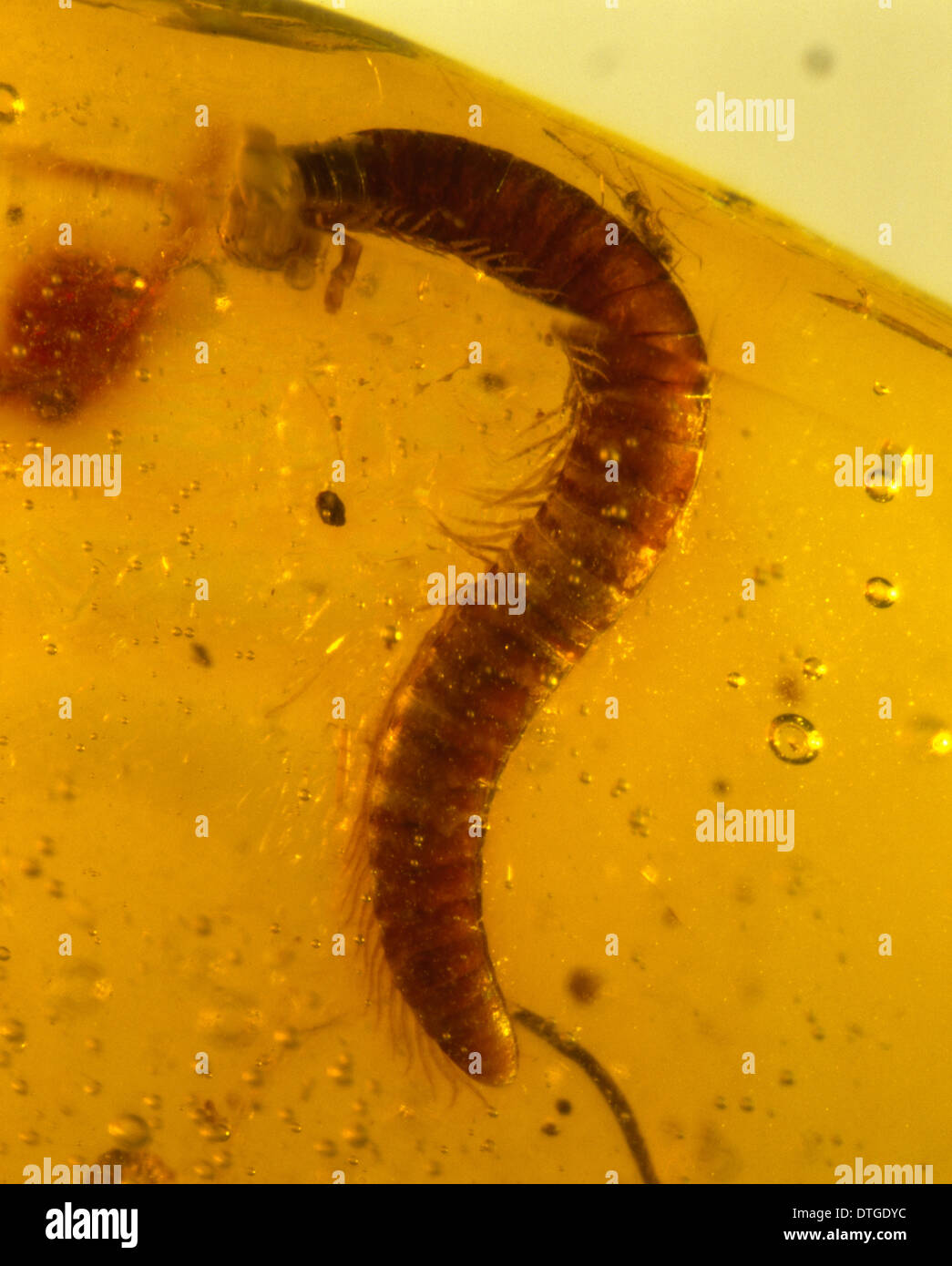 Prehistoric Giant Centipede Fossil