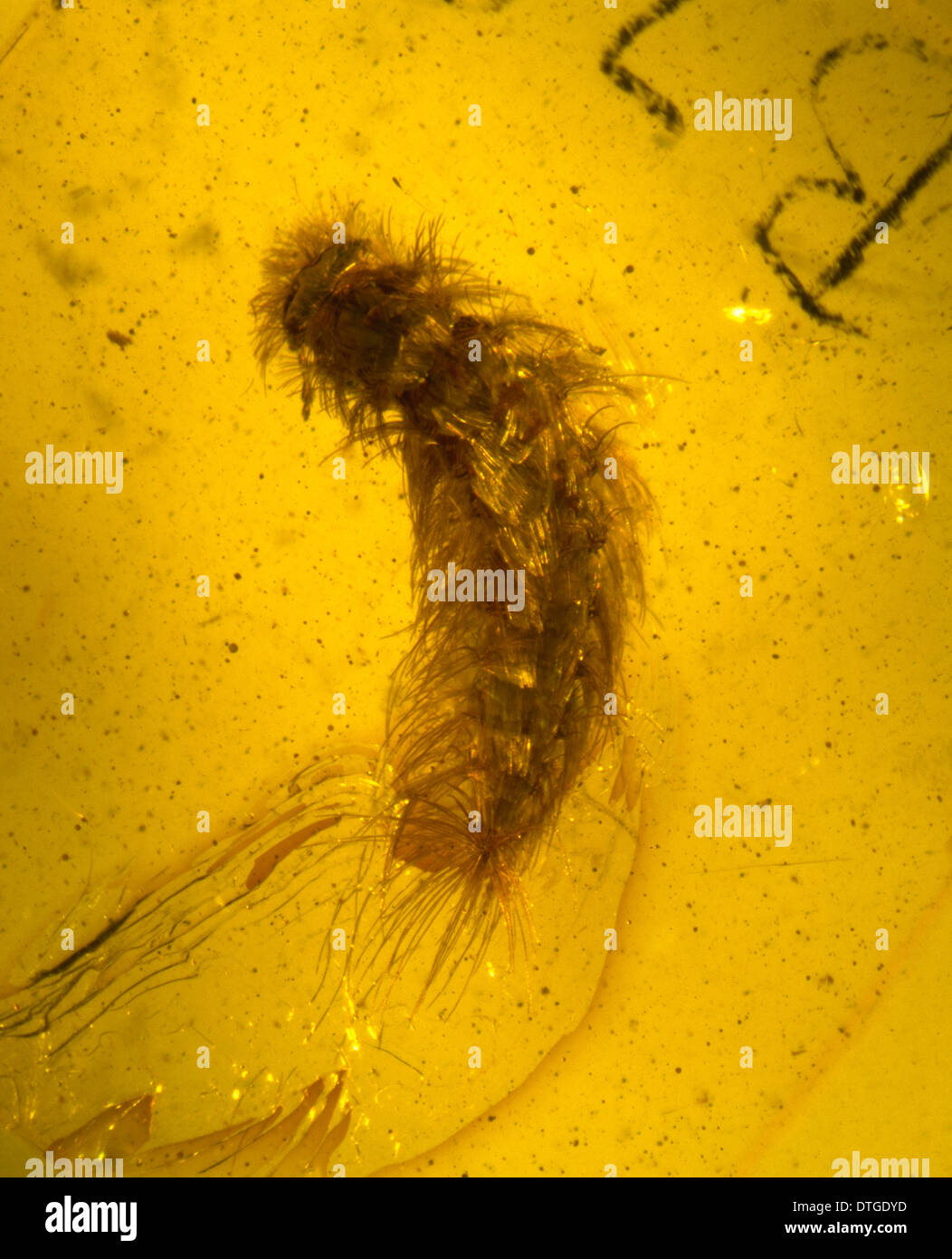 Millipede in amber Stock Photo - Alamy
