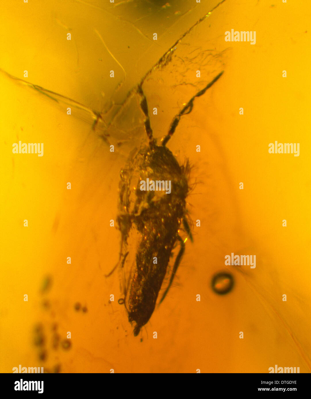 Springtail fossil hi-res stock photography and images - Alamy