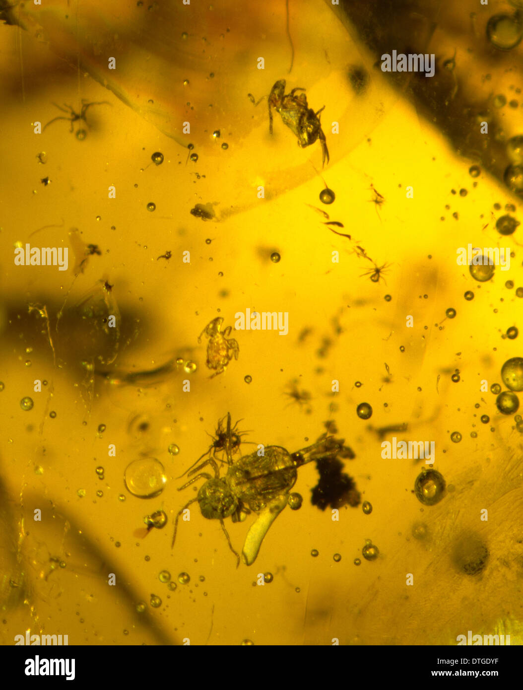 Collembola entomobryidae, springtails in amber Stock Photo - Alamy