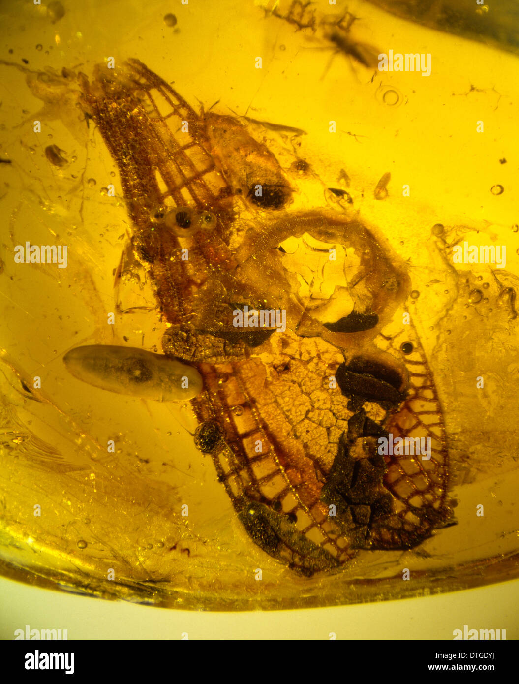 Insect wing fossil hi-res stock photography and images - Alamy