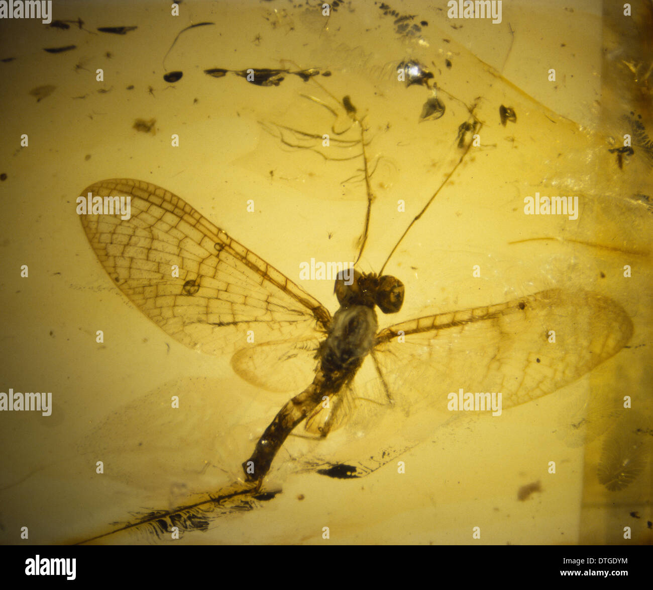 Mayfly fossil hi-res stock photography and images - Alamy