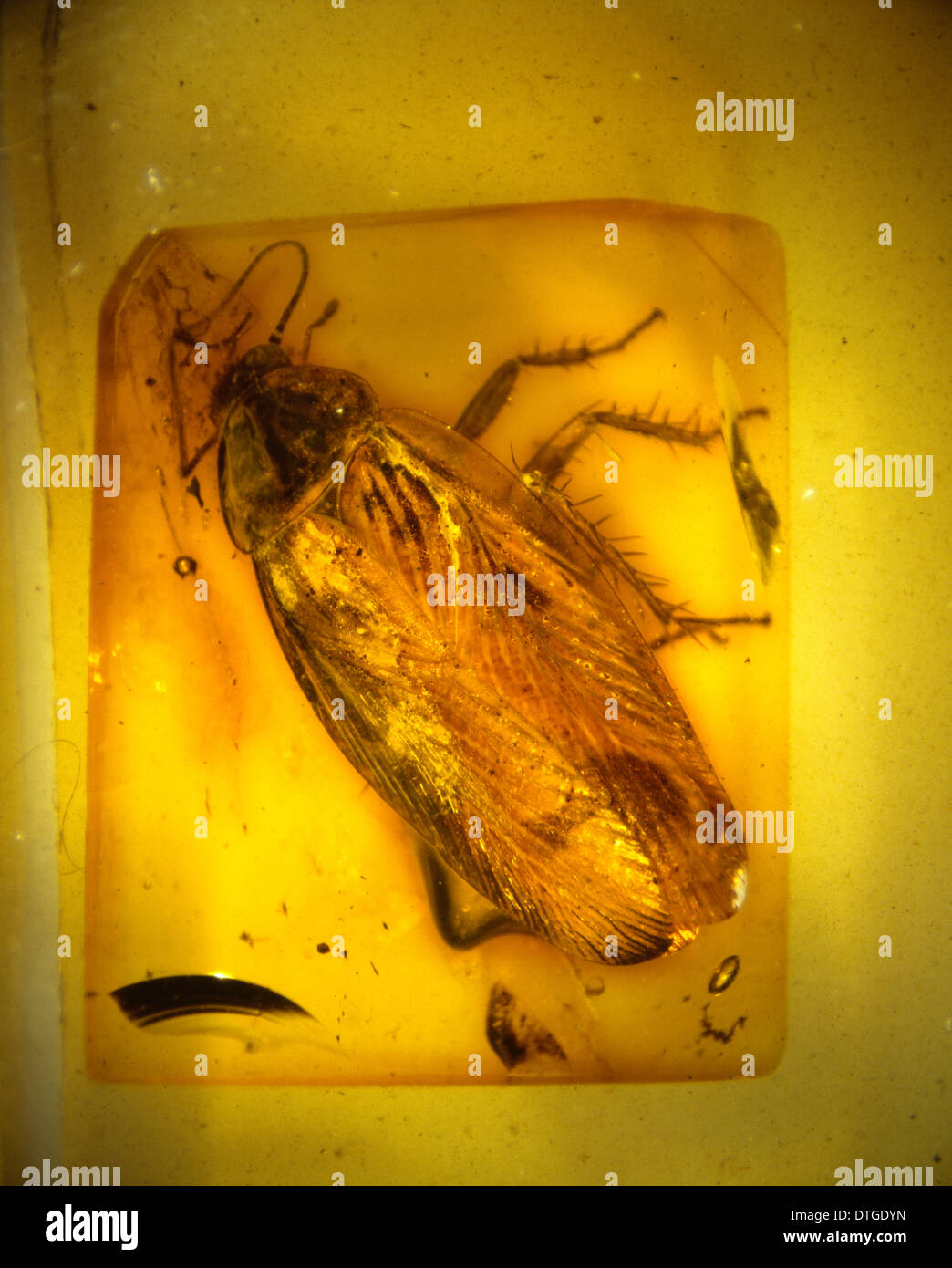 Prehistoric fossil amber hi-res stock photography and images - Alamy