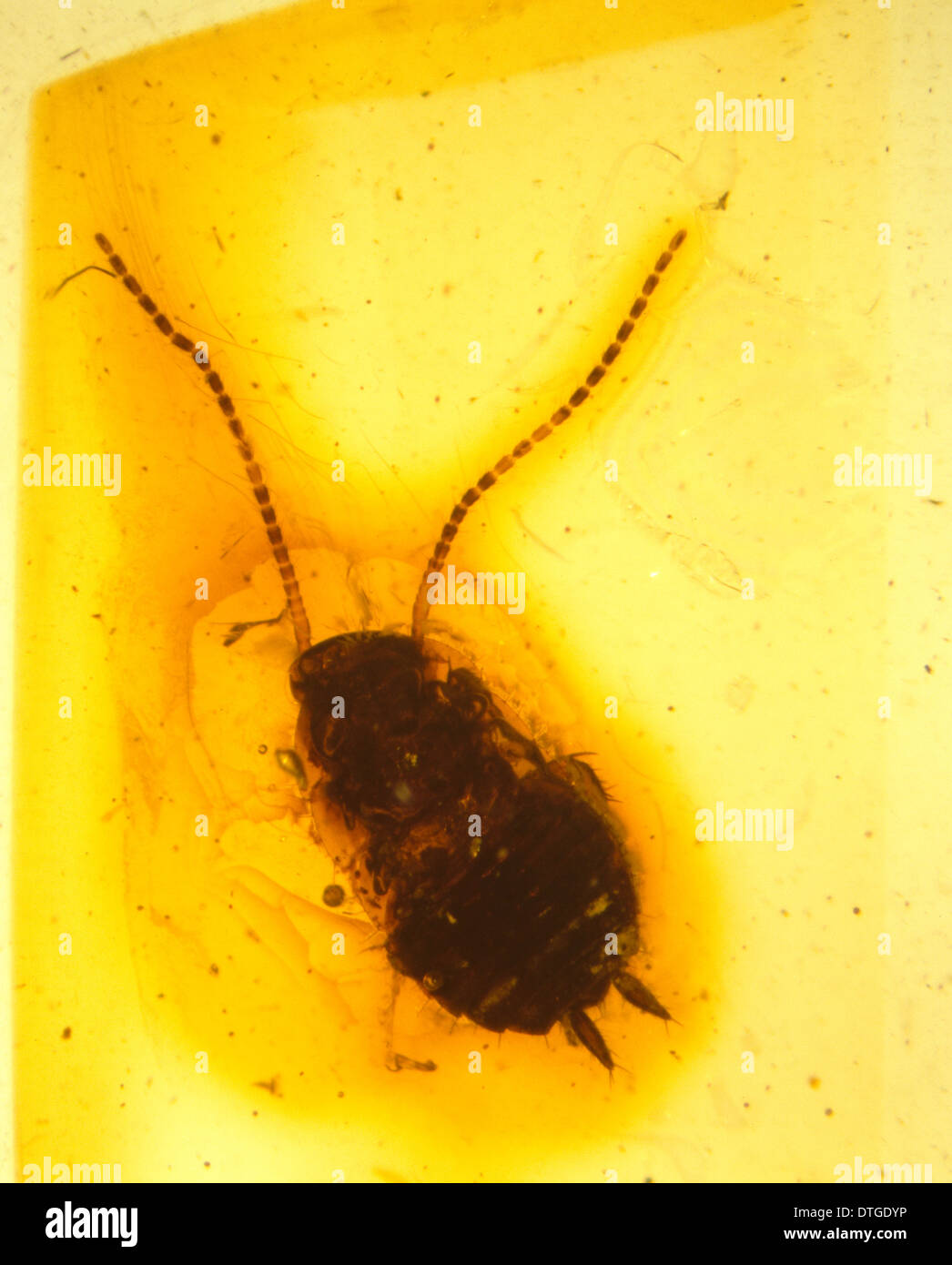 Cockroach larvae hi-res stock photography and images - Alamy