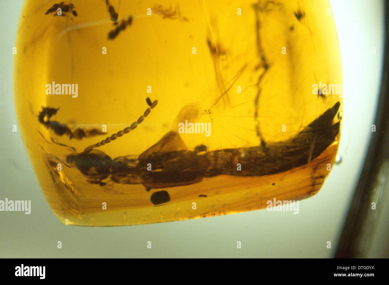 Prehistoric insect in amber hi-res stock photography and images - Alamy