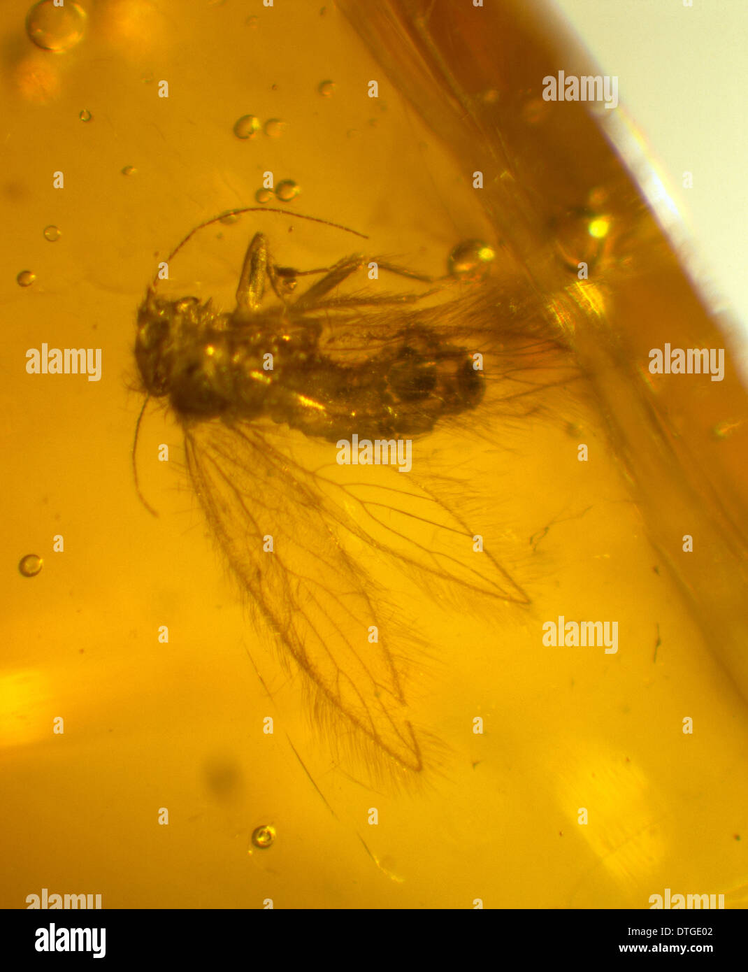 Insect Wing Fossil High Resolution Stock Photography and Images - Alamy