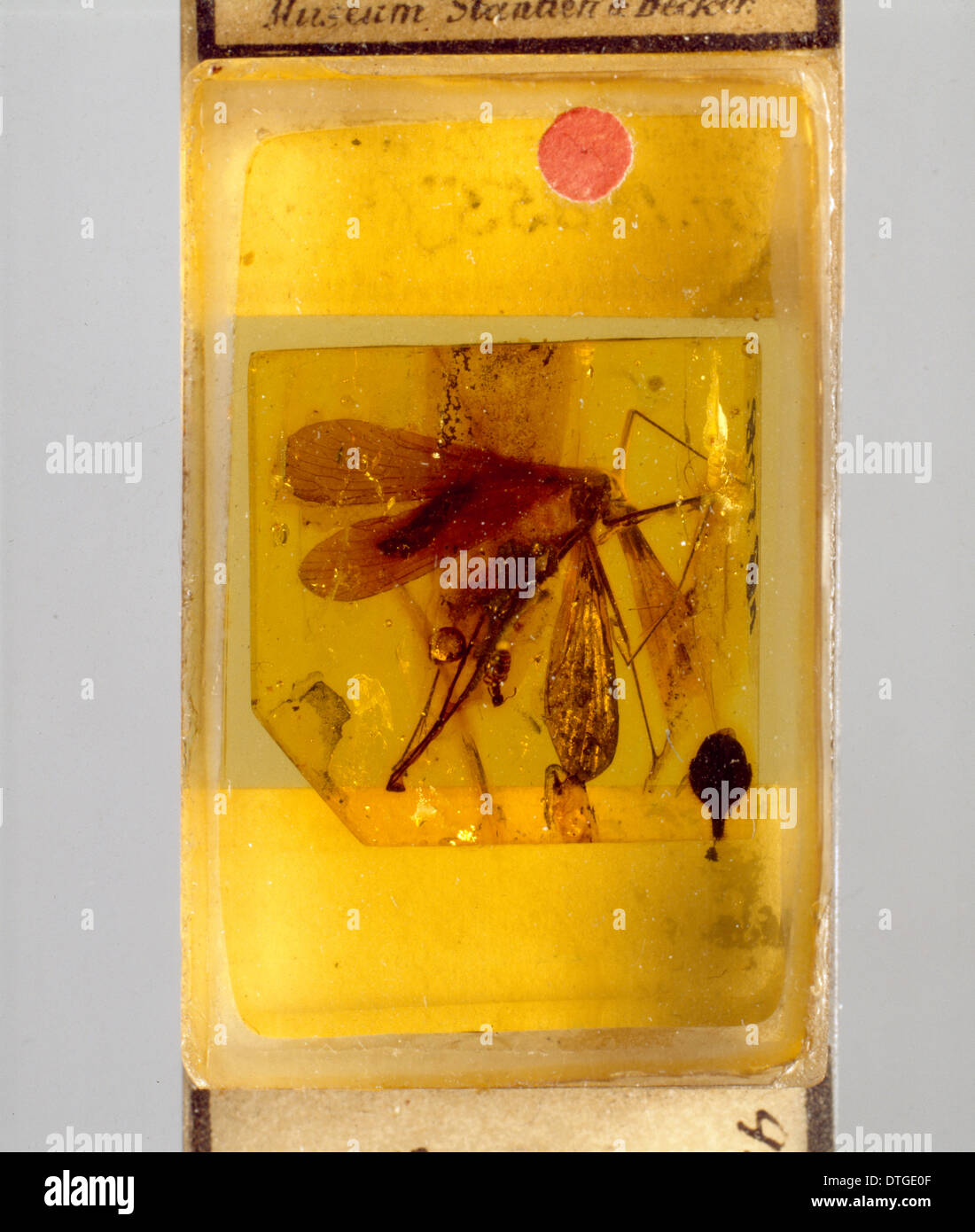 Hangingfly hi-res stock photography and images - Alamy