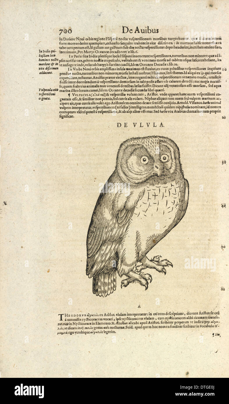 Owl 'De Ulula' Stock Photo - Alamy