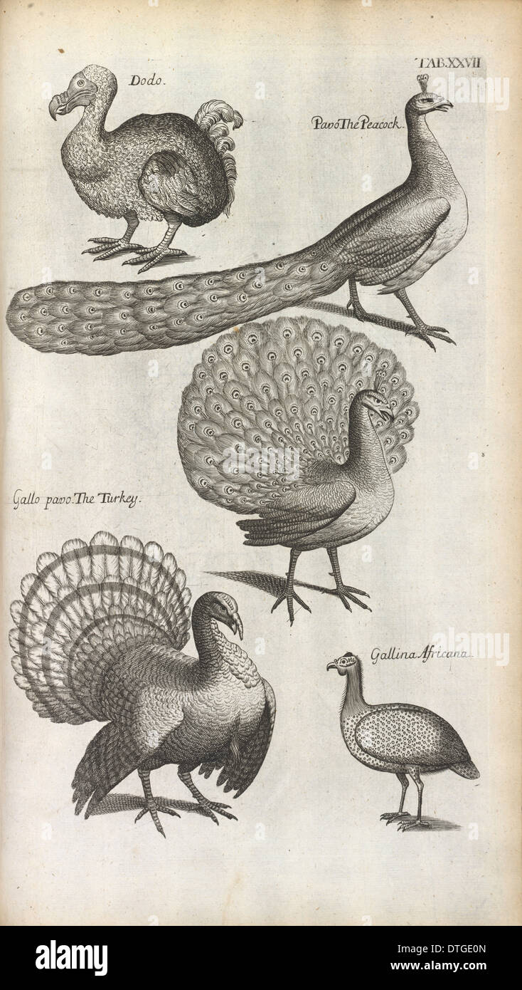 Peacocks, Turkeys and a Dodo Stock Photo - Alamy