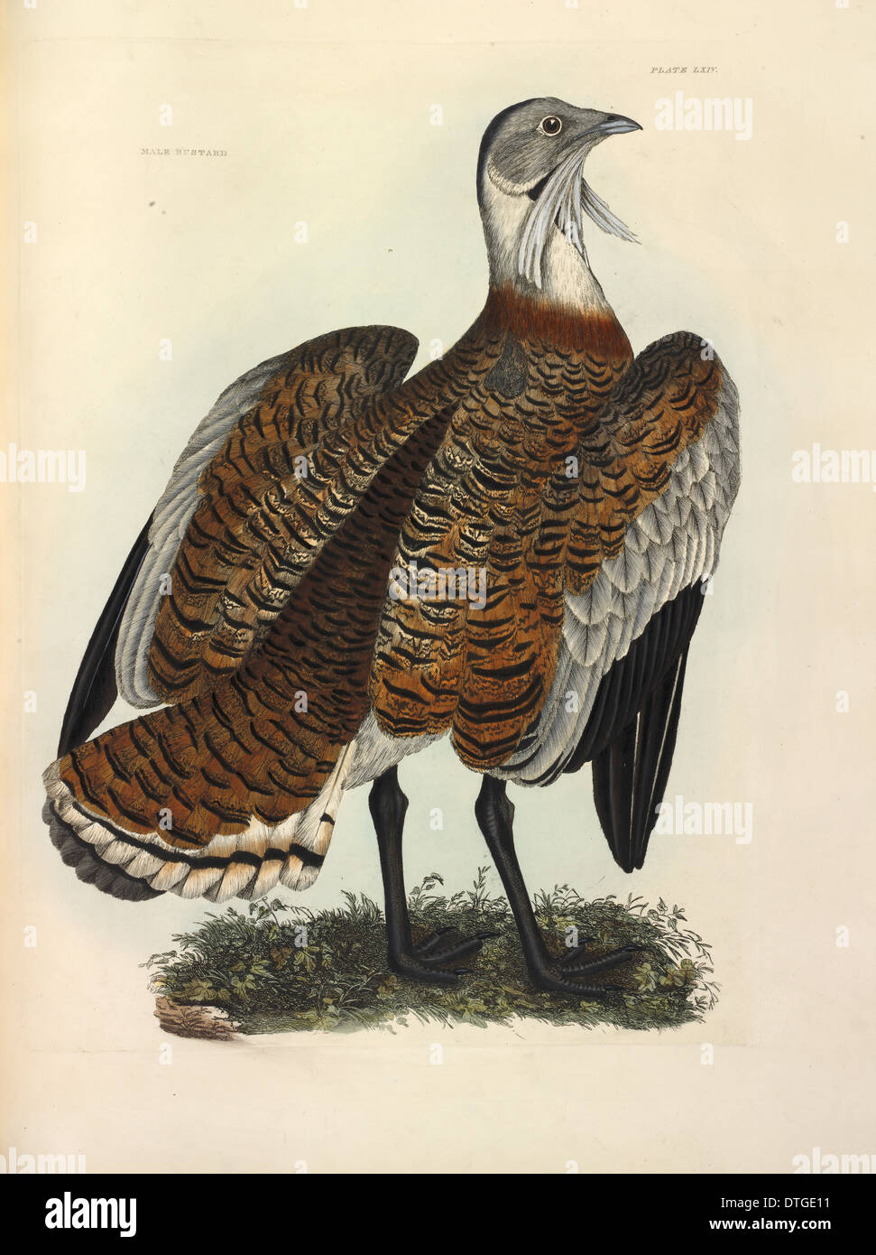 Bustard illustration hi-res stock photography and images - Alamy
