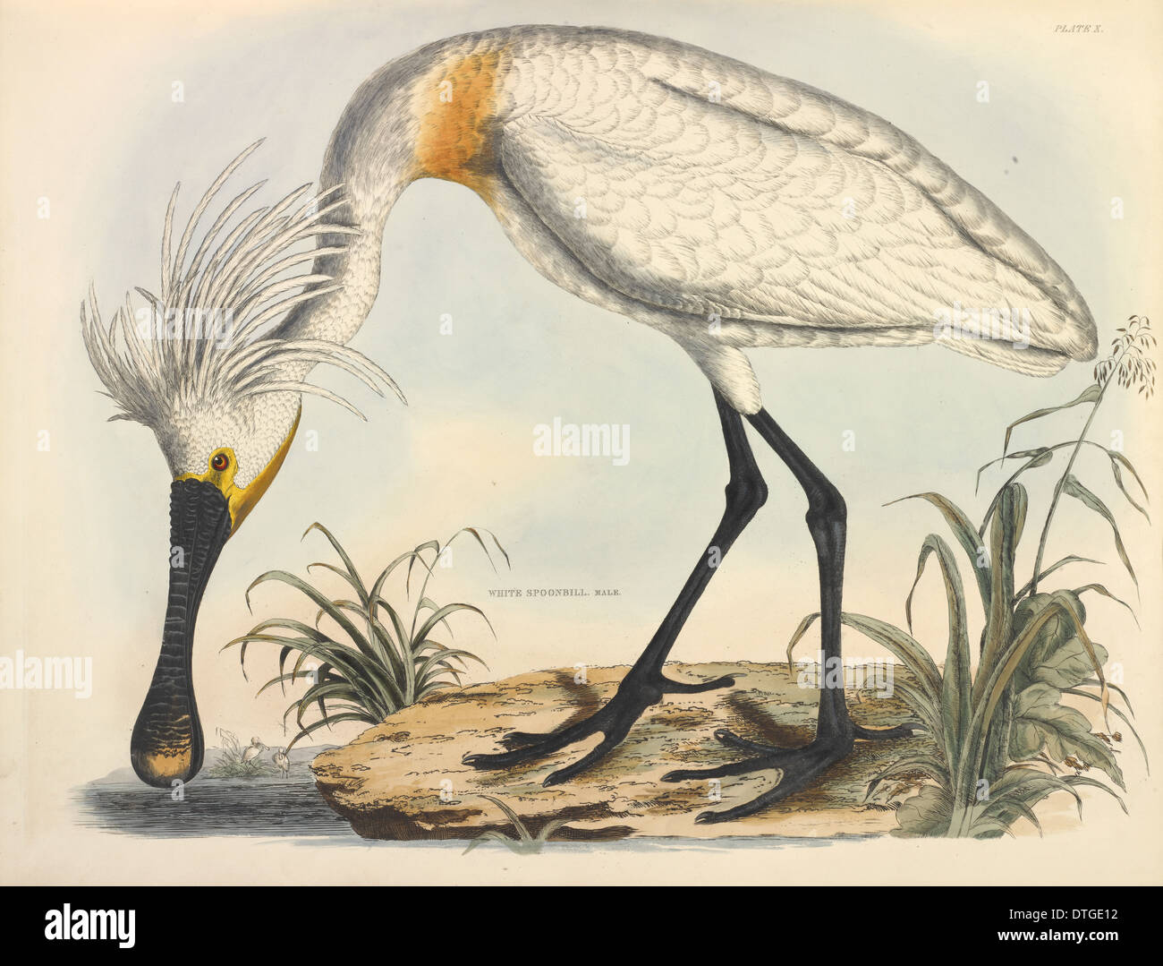 Spoonbill illustration hi-res stock photography and images - Alamy