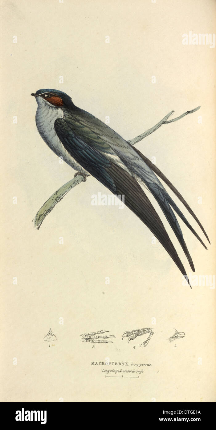 William swift hi-res stock photography and images - Alamy