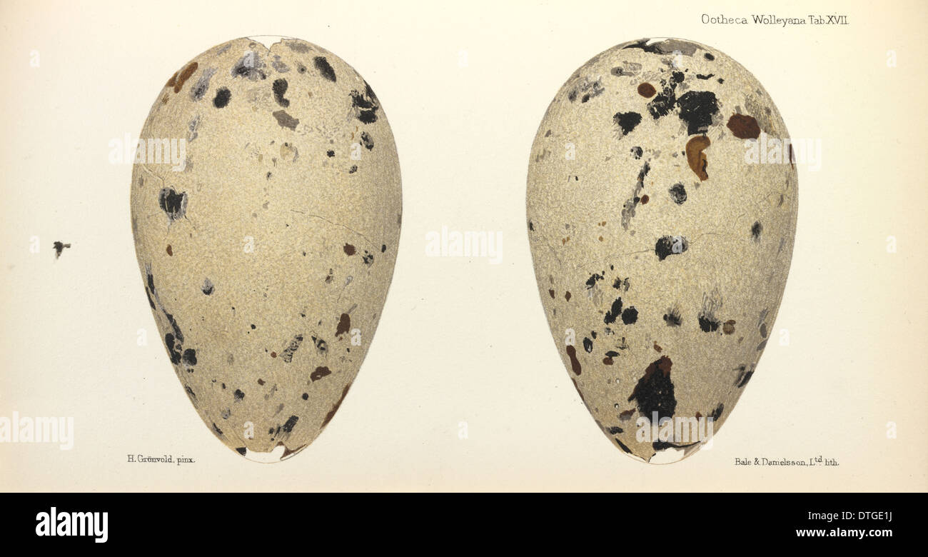 Egg great auk hi-res stock photography and images - Alamy