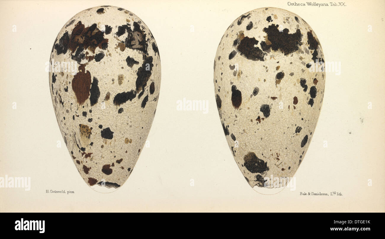 Egg great auk hi-res stock photography and images - Alamy