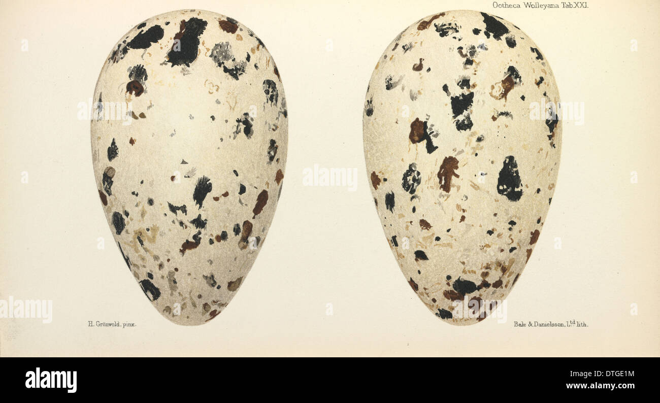 Egg great auk hi-res stock photography and images - Alamy