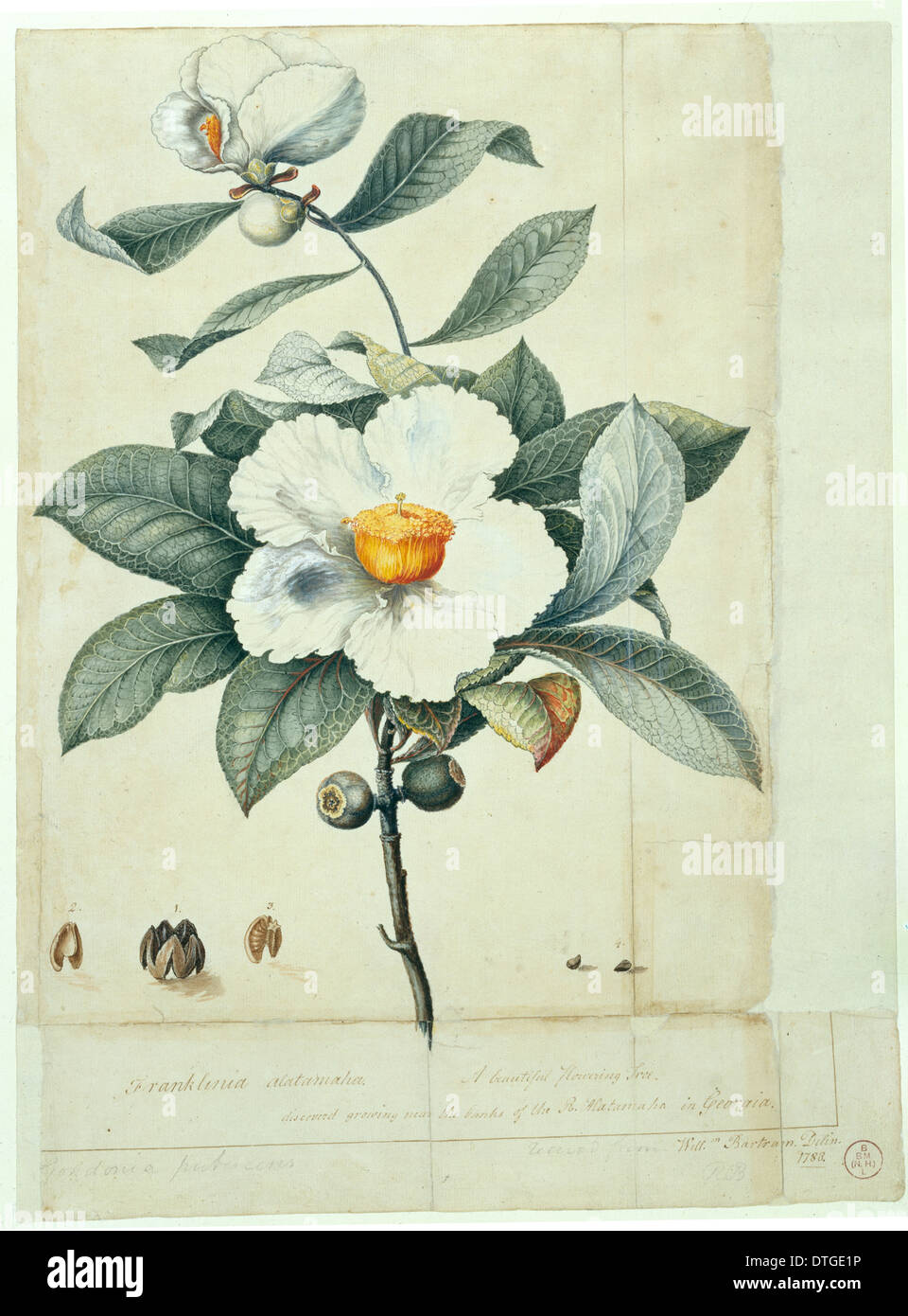 Franklinia alatamaha, franklinia Stock Photo - Alamy