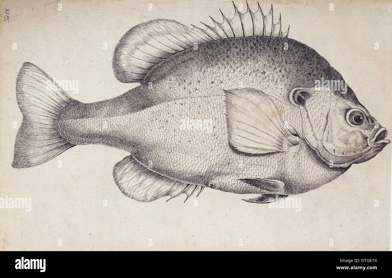 Redear sunfish High Resolution Stock Photography and Images - Alamy