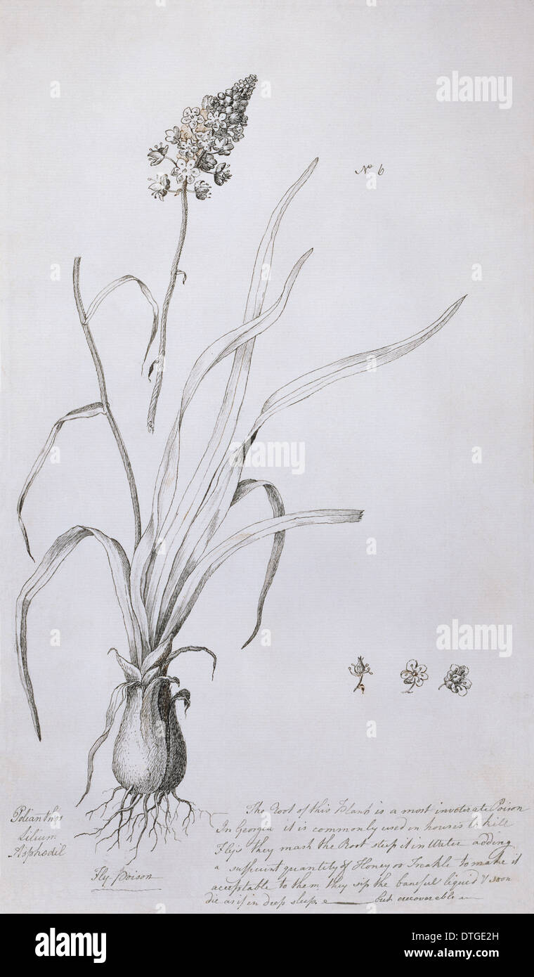 Amianthium hi-res stock photography and images - Alamy