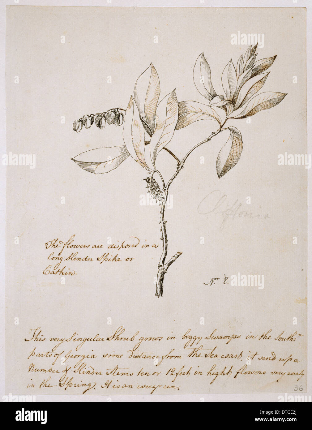 Monophylla hi-res stock photography and images - Alamy