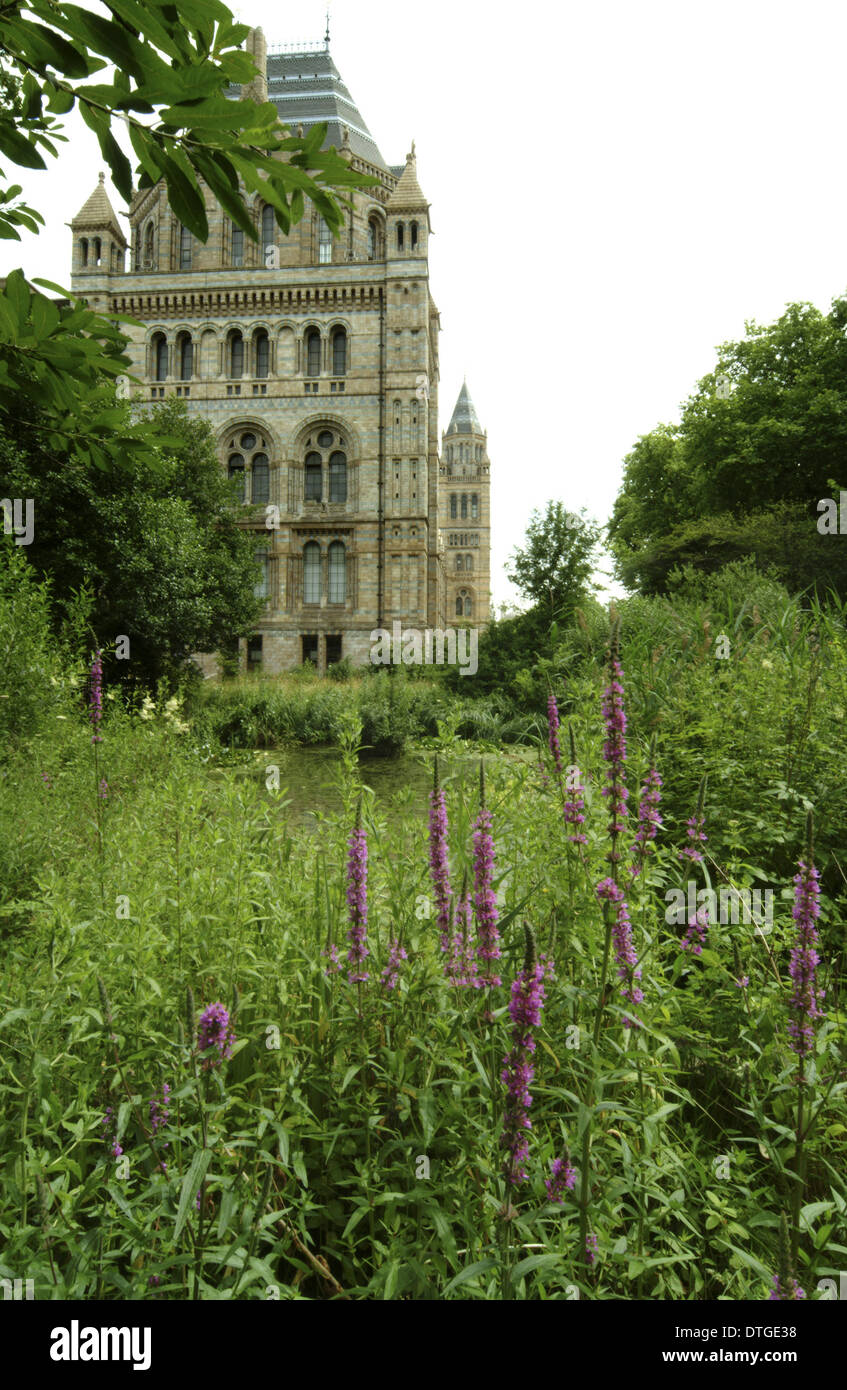 Natural History Museum Pond Stock Photo - Alamy