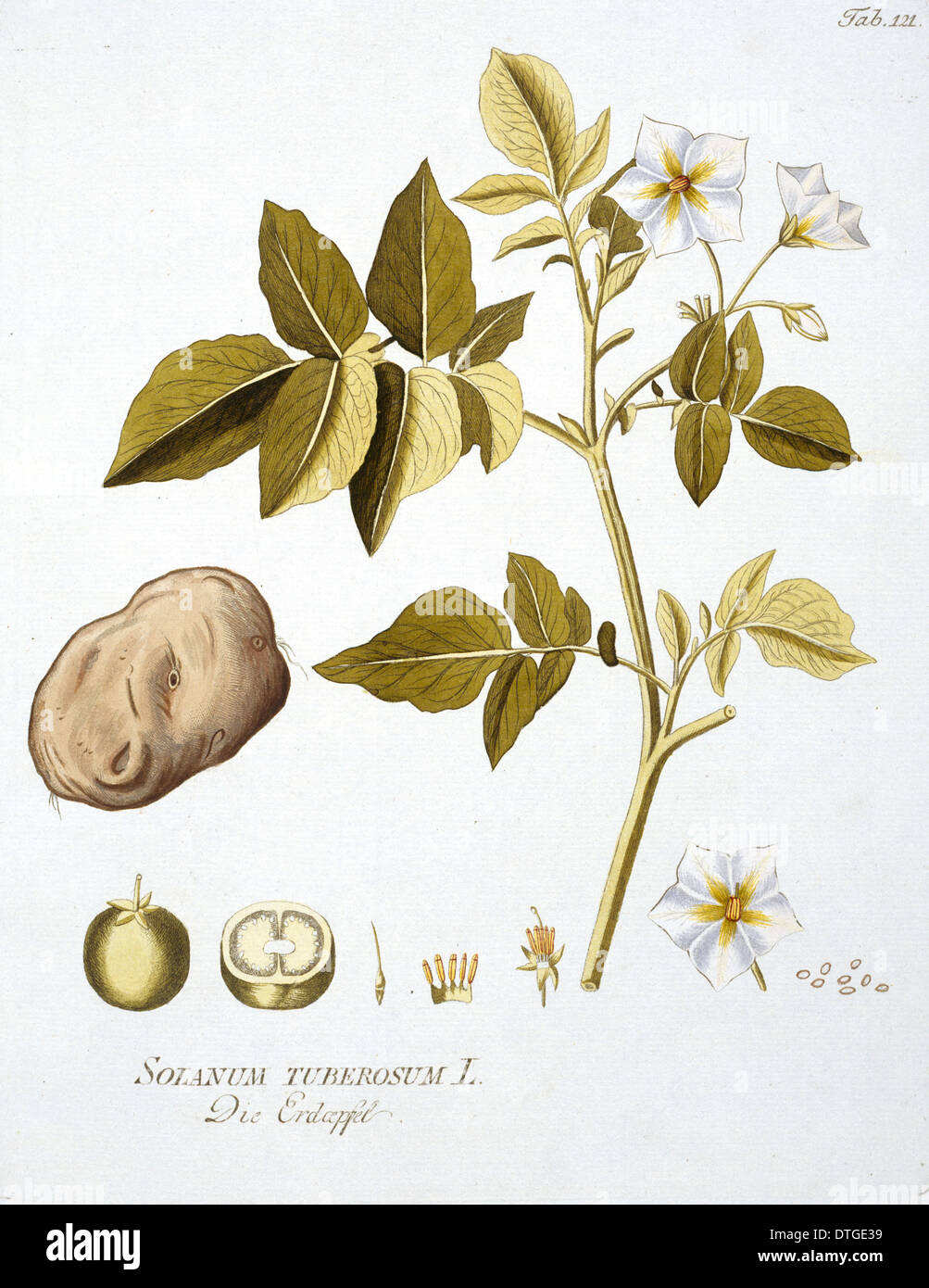 Potato, Solanum tuberosum Stock Photo - Alamy