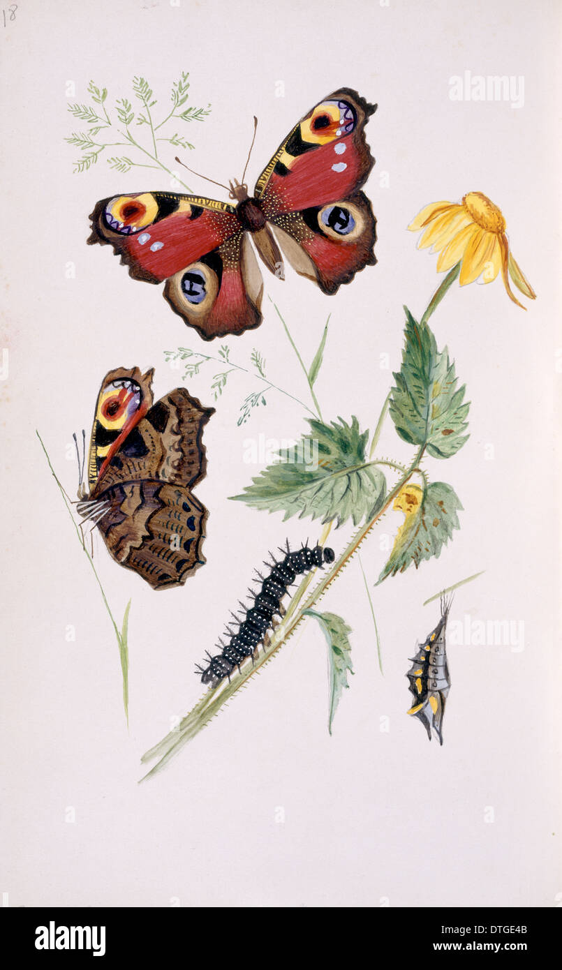 Inachis io, peacock butterfly Stock Photo - Alamy