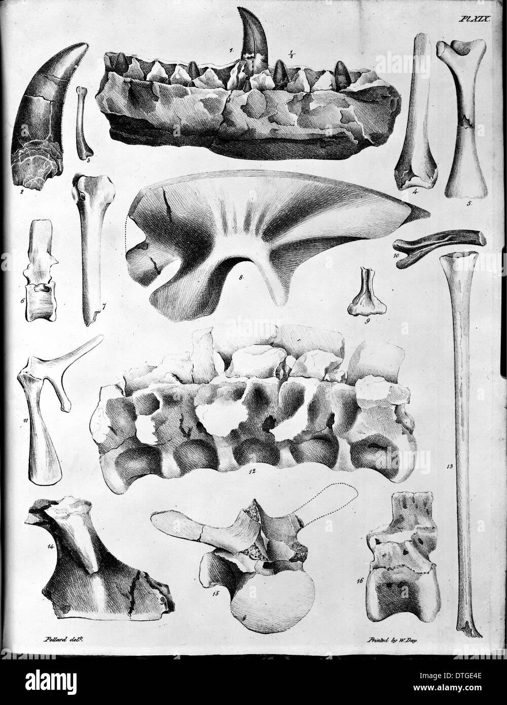 Collection geology Black and White Stock Photos & Images - Alamy