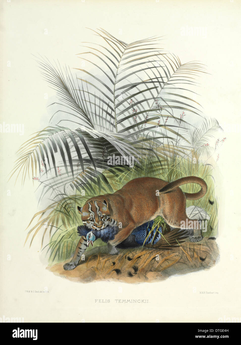 Catopuma temminckii, Asian golden cat Stock Photo - Alamy