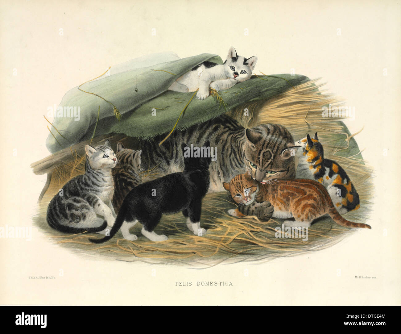 Felis catus domesticus hi-res stock photography and images - Alamy