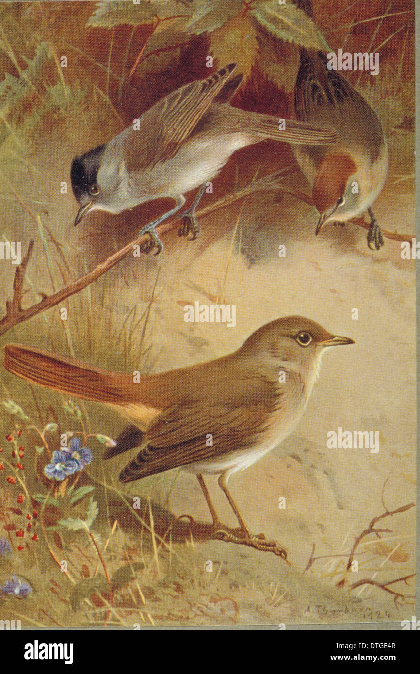 Female common nightingale hi-res stock photography and images - Alamy