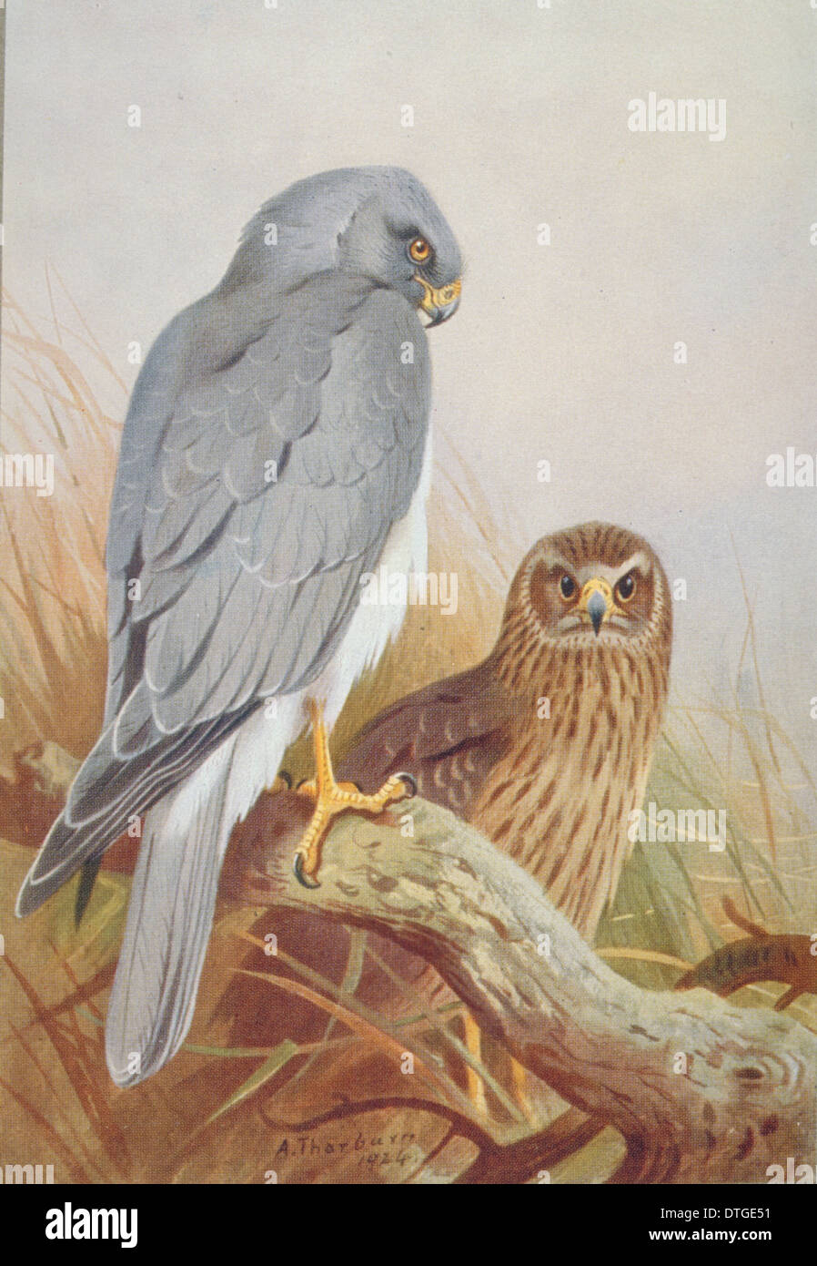 Female anatomy illustration victorian hi-res stock photography and ...