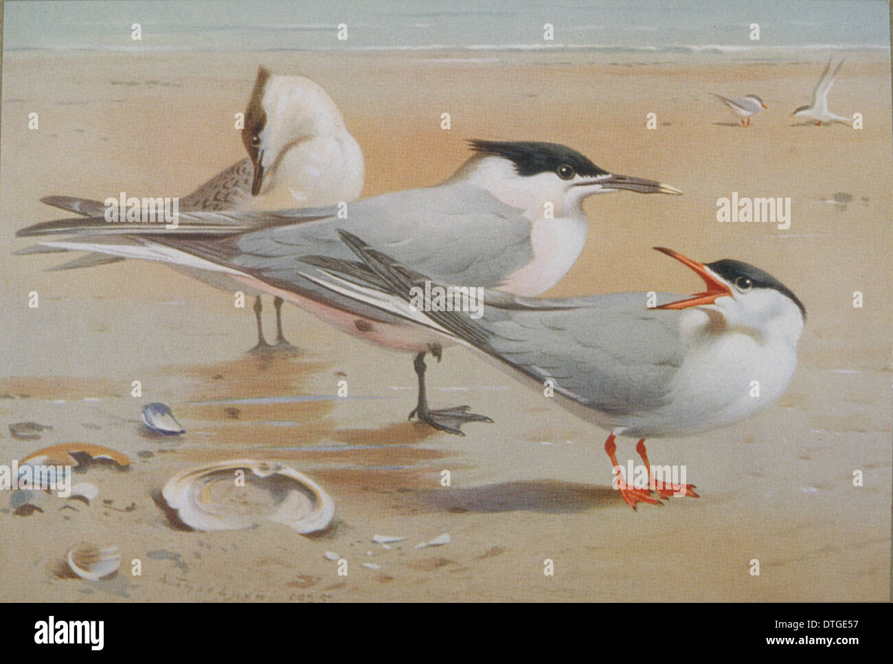 Sterna sandvicensis, sandwich tern, Sterna hirundo, common tern Stock ...
