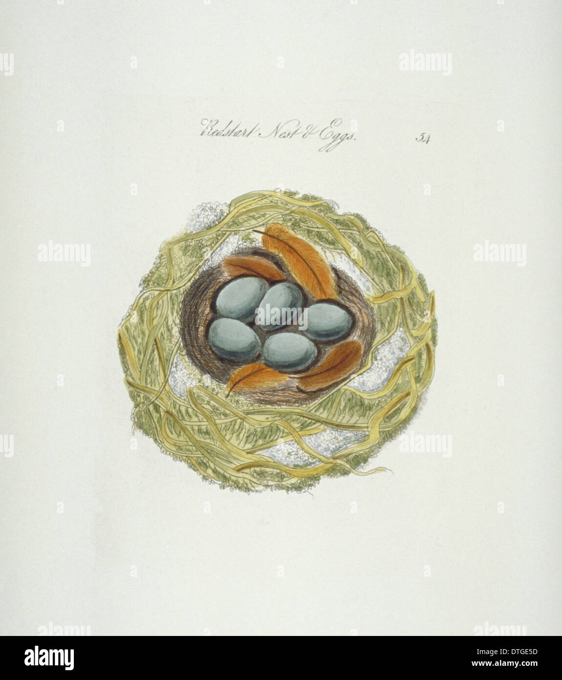 Common redstart egg hi-res stock photography and images - Alamy