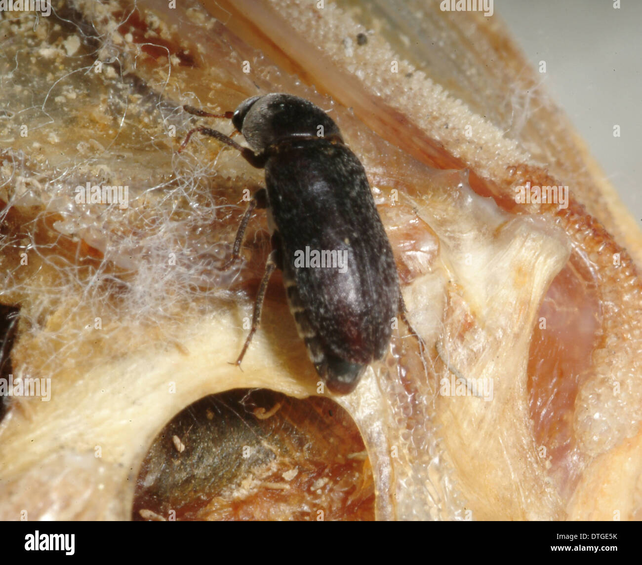 Flesh Eating Beetles