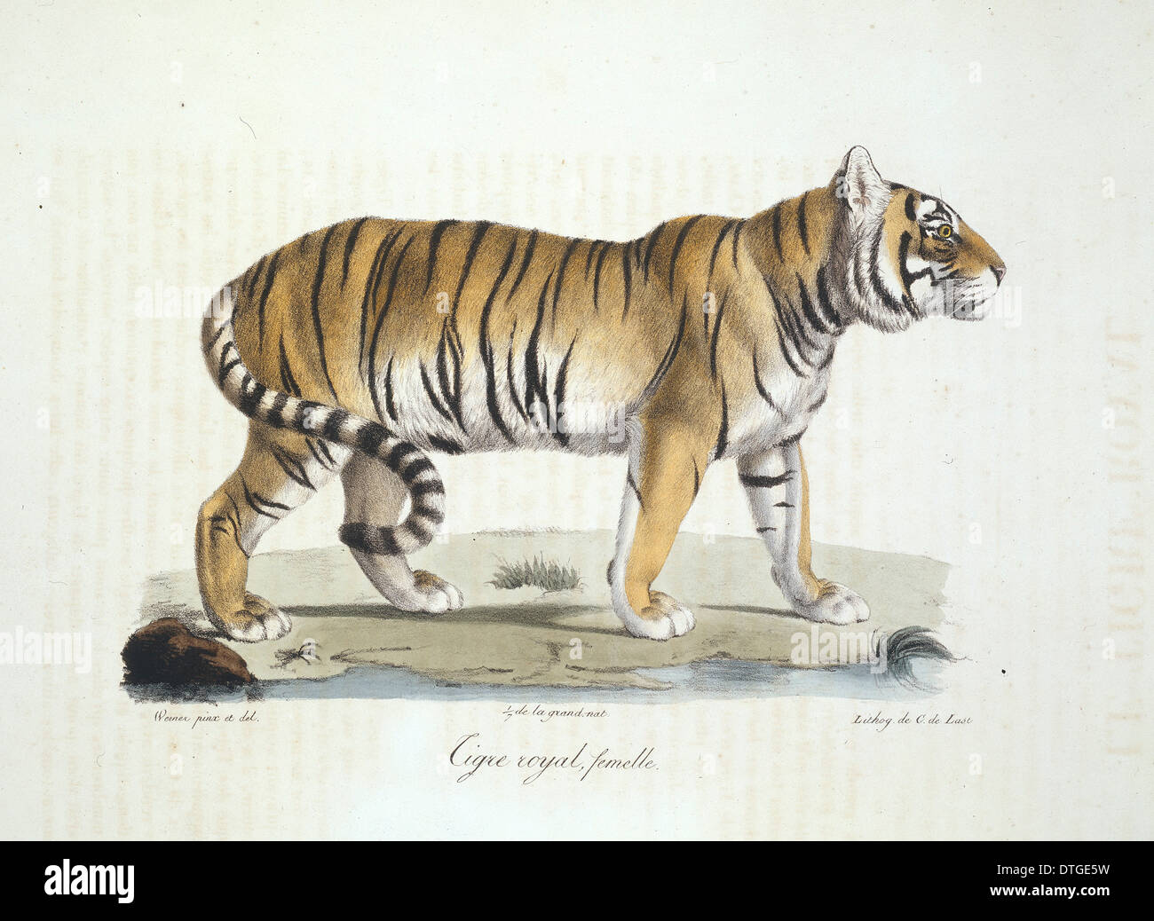 History of bengal hi-res stock photography and images - Alamy