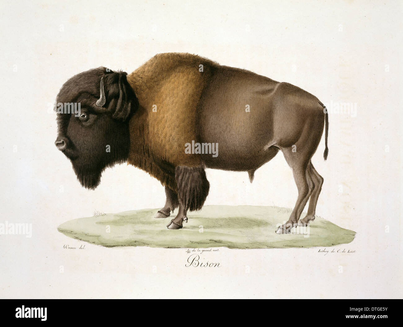 Bison Herd Drawing