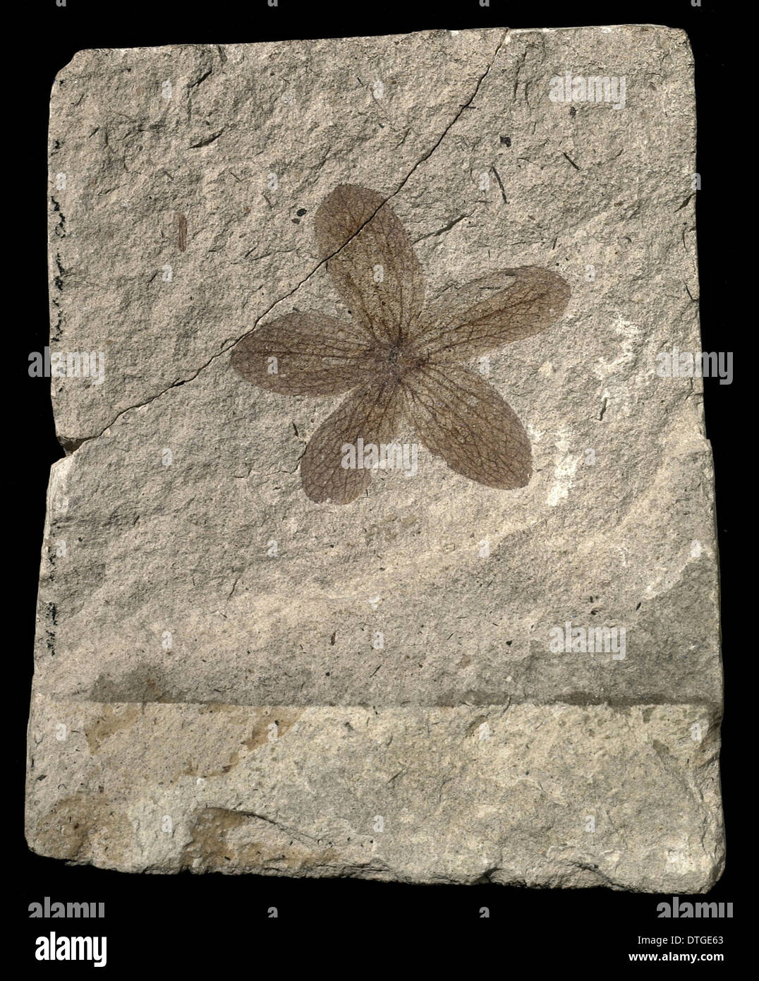 Angiosperm fossil hi-res stock photography and images - Alamy