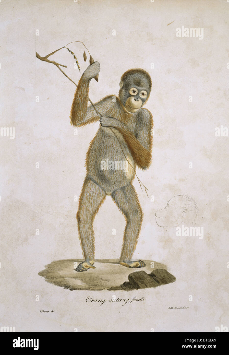 Orangutan drawing hi-res stock photography and images - Alamy