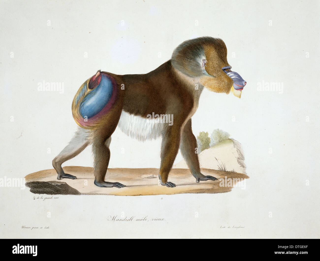 Mandrill Monkey Drawing High Resolution Stock Photography and Images ...