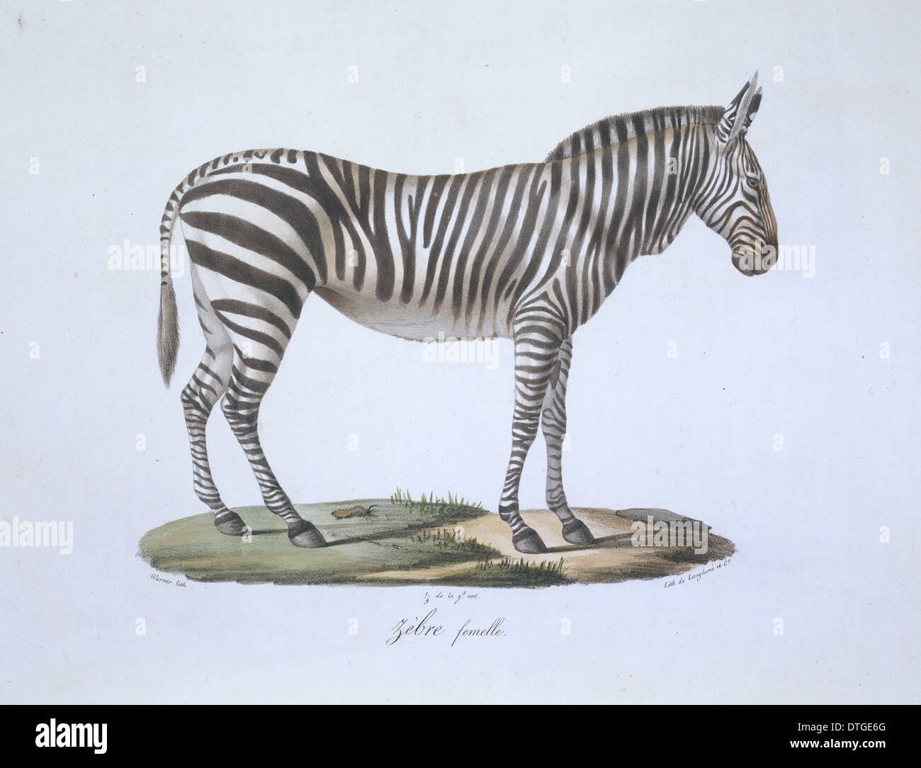 Hippomorpha hi-res stock photography and images - Alamy