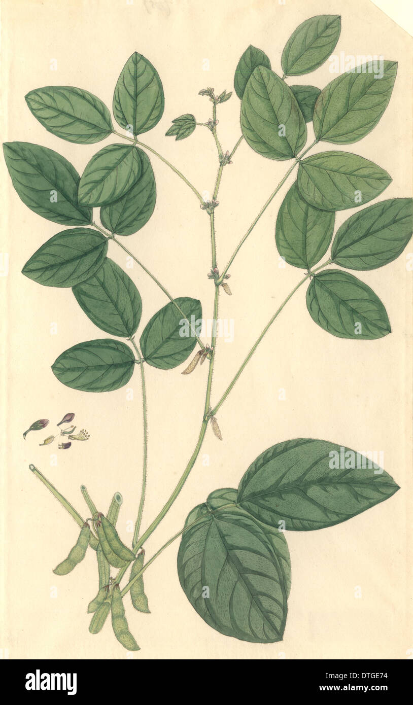 Soybean Plant Drawing