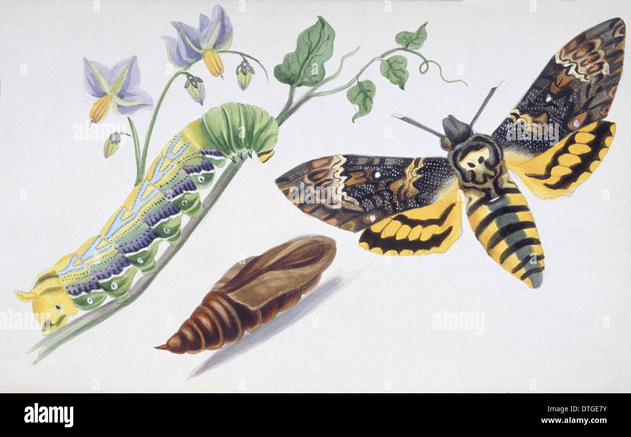 Acherontia atropos, death's head hawkmoth Stock Photo - Alamy