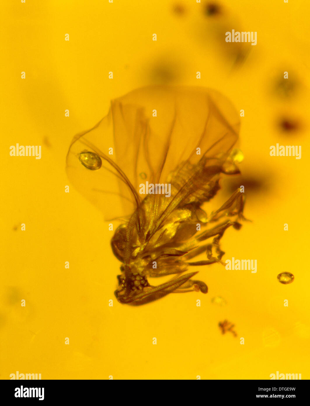 Strepsiptera or strepsipteran hi-res stock photography and images - Alamy