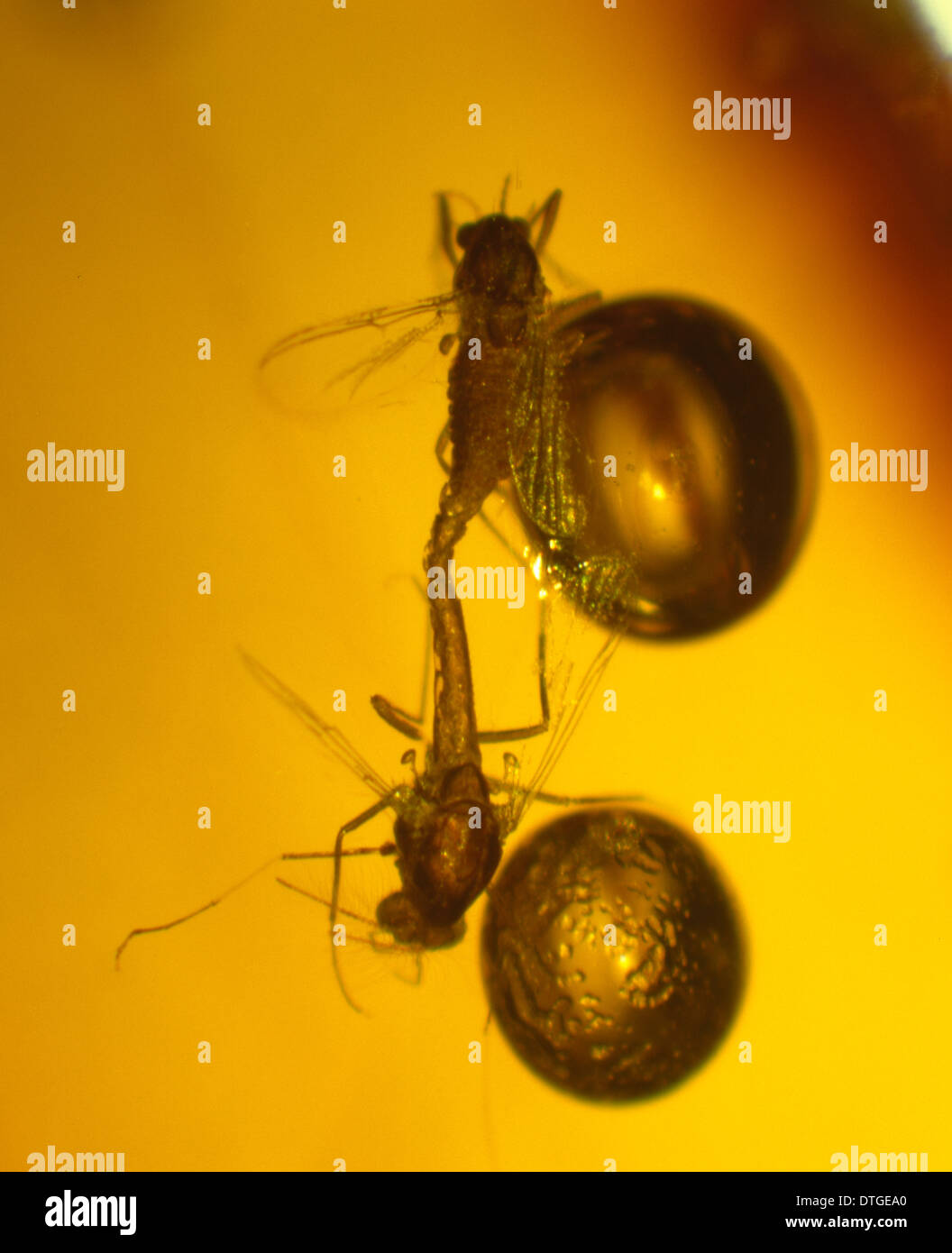 Midges in amber Stock Photo - Alamy